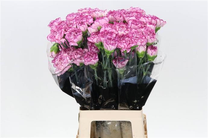 Carnations ( Dianthus) - Pink/Purple Two Tone – Hobby Florist
