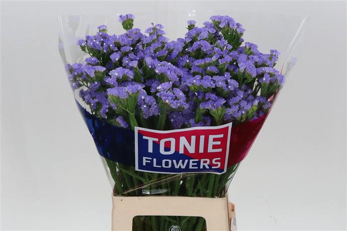 Limonium (Statice) - Lilac – Hobby Florist